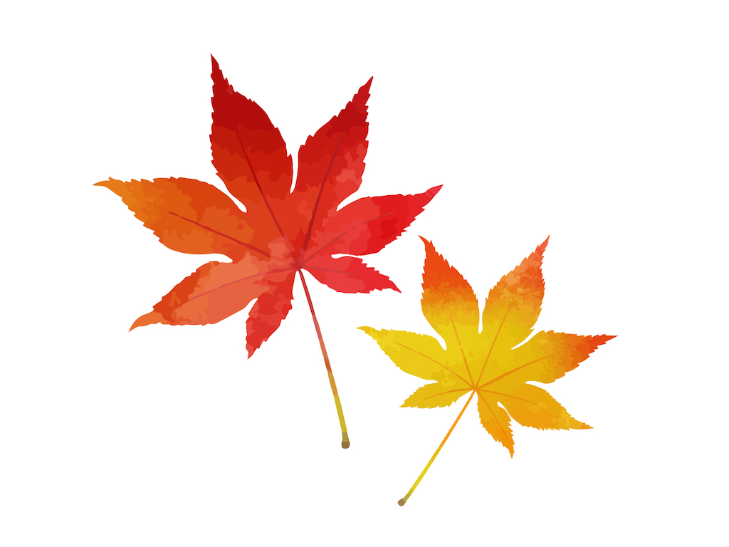 せんだい地域情報サイト KU-TAN | 今週の四字熟語 vol.48 五色霜林